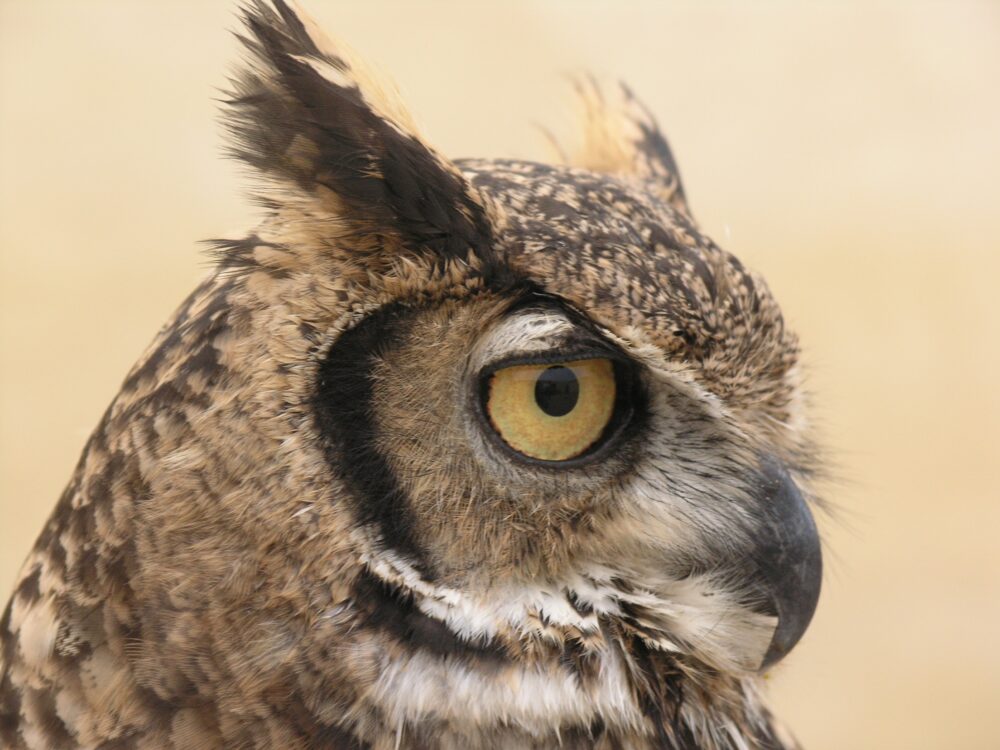 Owl head from side free photo - newarta